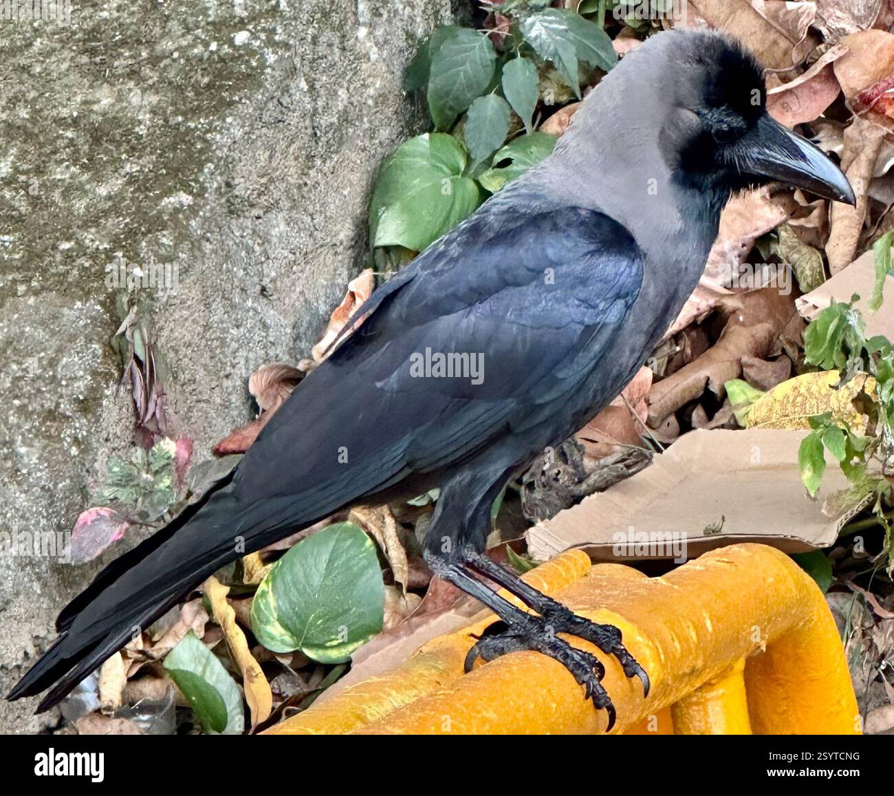House Crow (Sri Lankan) (Corvus splendens protegatus), Aves, K.F.G. & G ...