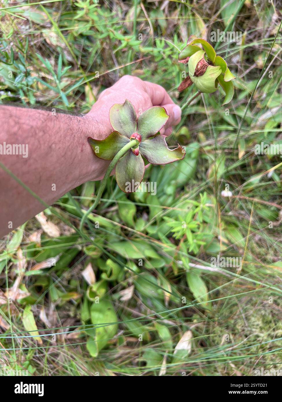 purple pitcher plant (Sarracenia purpurea), Plantae, Minnesota, US ...