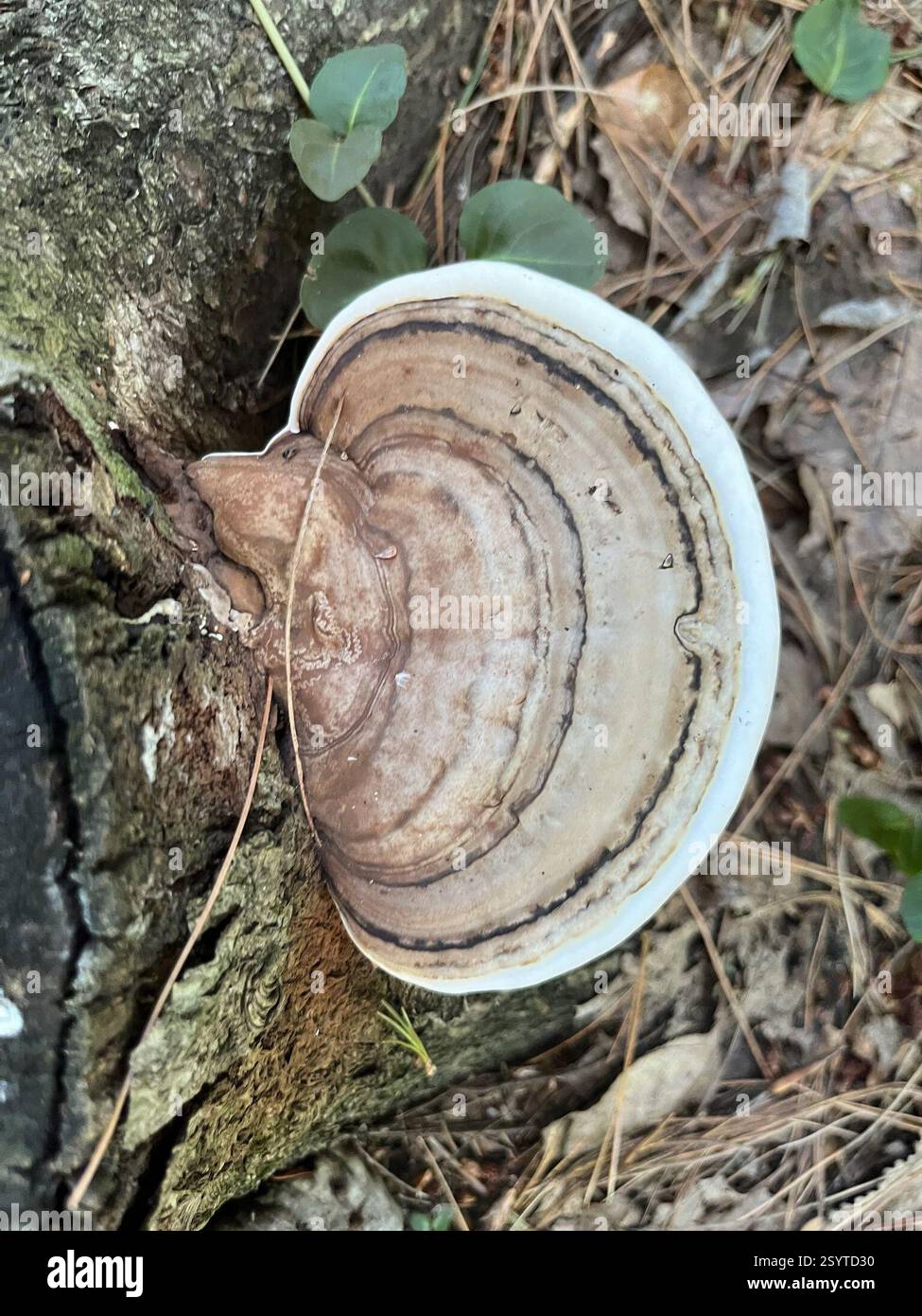 artist's bracket (Ganoderma applanatum), Fungi, Plage-Lac-Henri ...