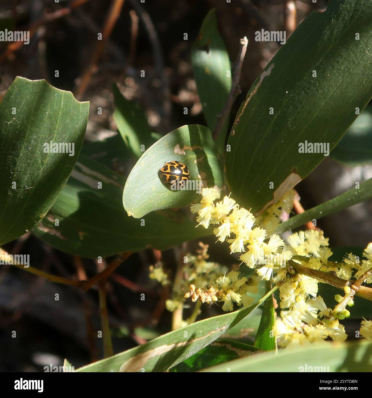 Tasmanian Ladybird (Cleobora mellyi), Insecta, Waterhouse Conservation ...