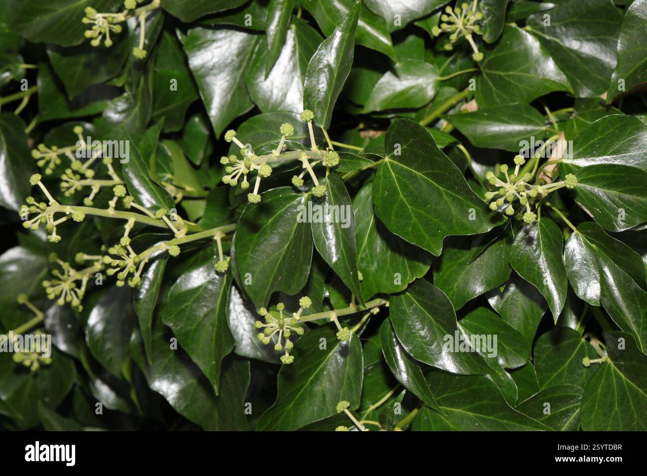common ivy (Hedera helix), Plantae, Leeds Liverpool Canal, Station Road ...