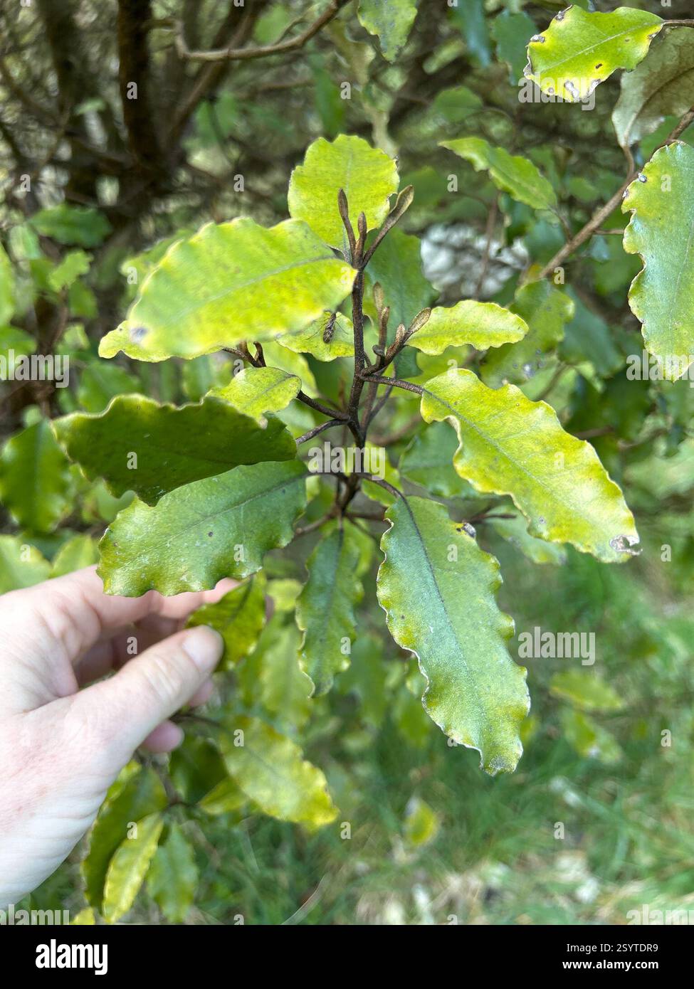 Akiraho (Olearia paniculata), Plantae, Christchurch Adventure Park ...