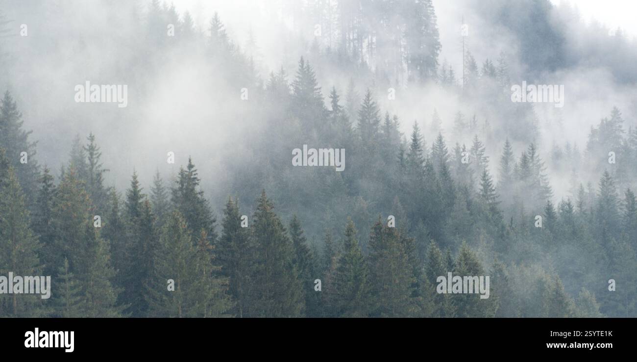 Winter mountain spruce forest landscape in fog. Winter misty afternoon ...