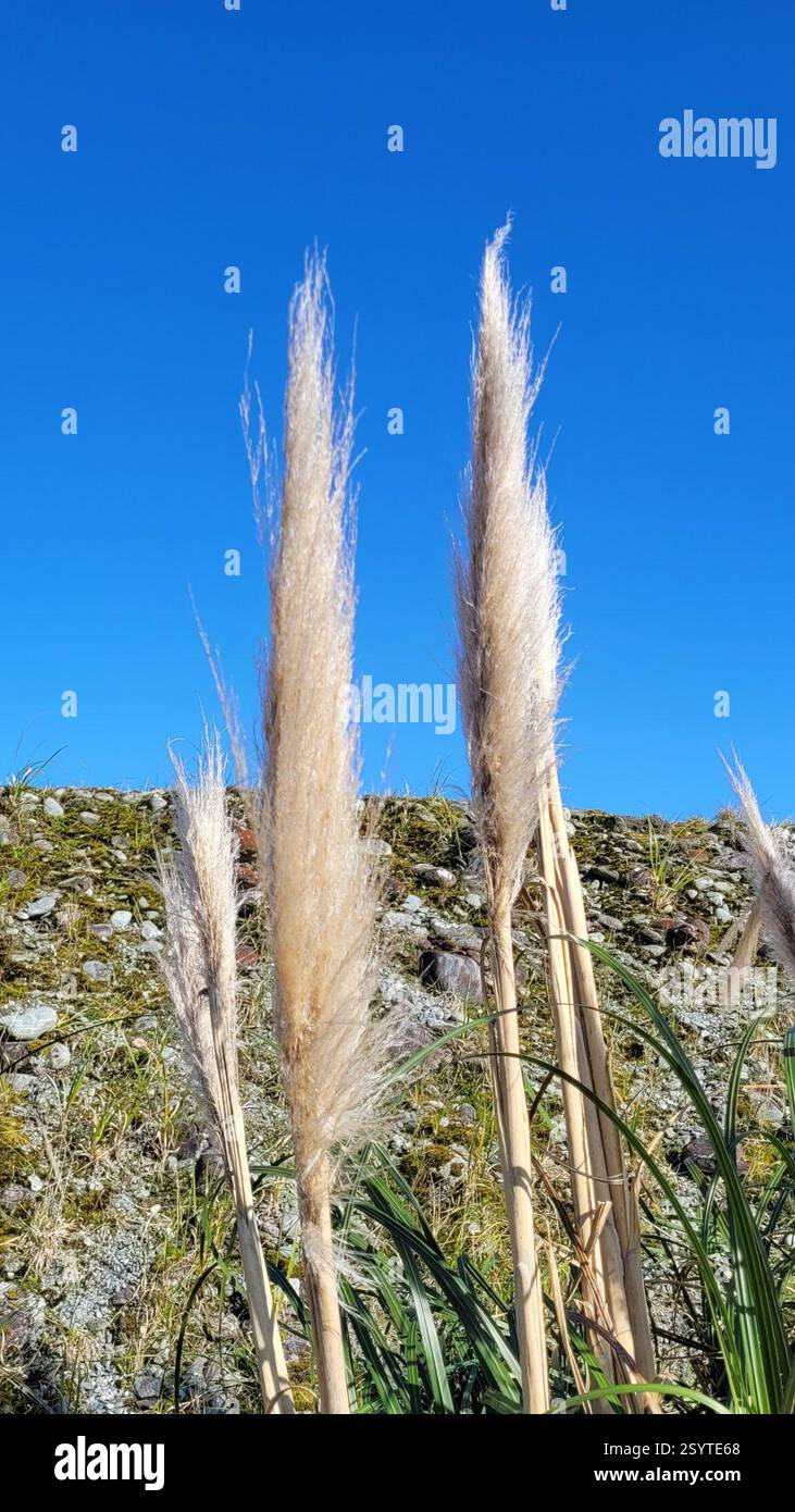 Purple Pampas Grass (Cortaderia jubata), Plantae, Harihari, New Zealand ...