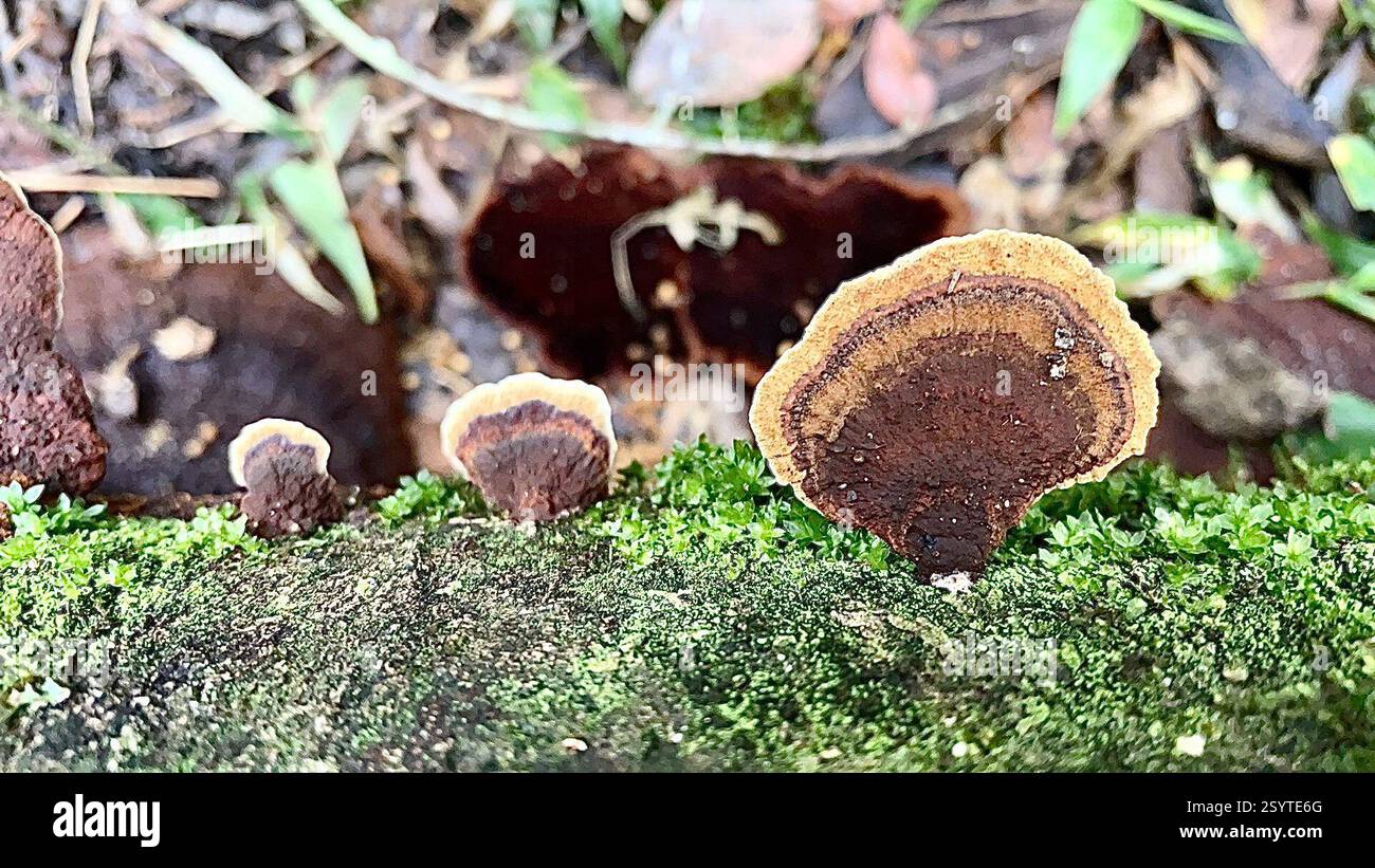 (Hymenochaetaceae), Fungi, Madagascar, Toamasina, MG, Hymenochaetaceae ...
