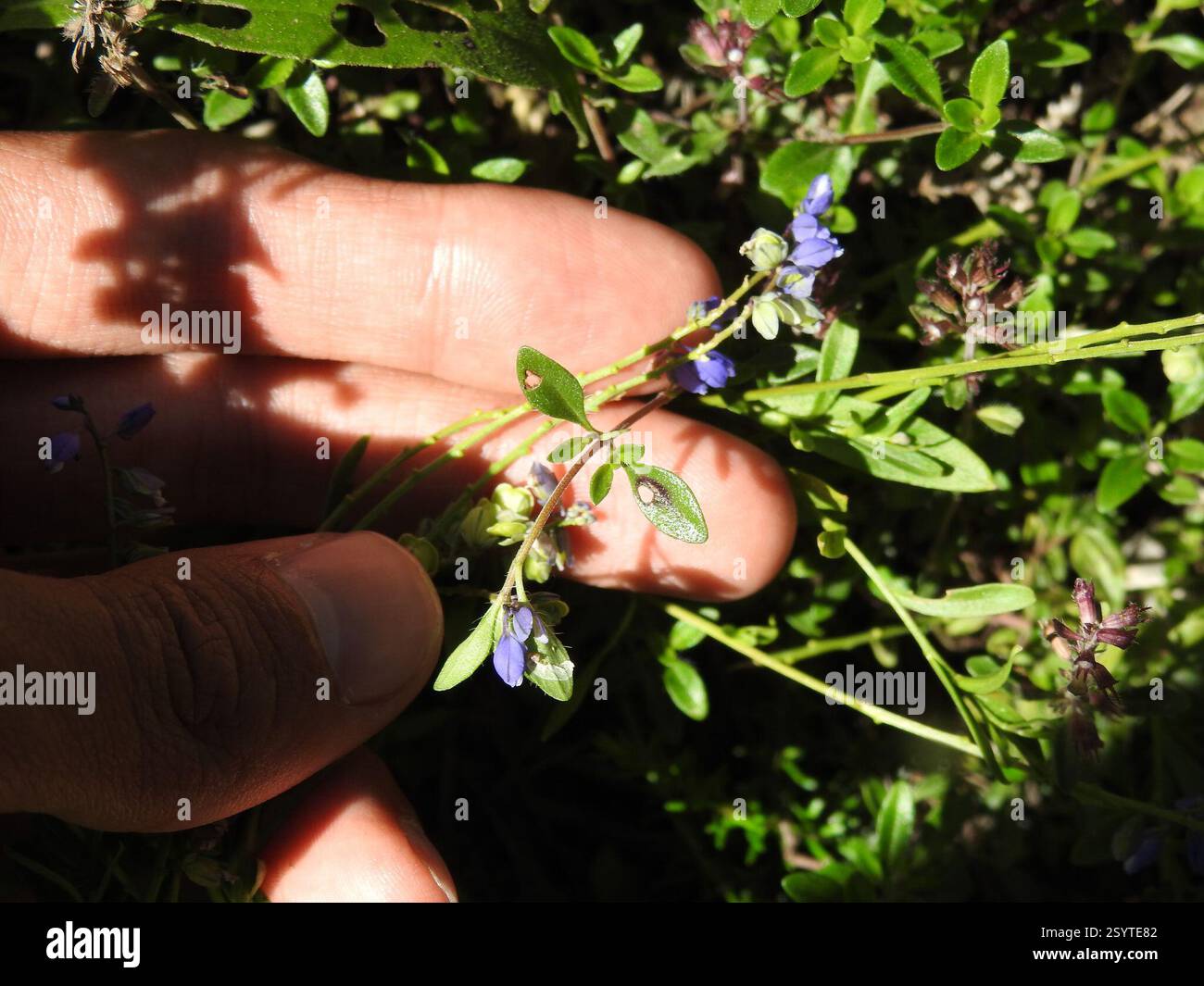 Dwarf Milkwort (Polygala amarella), Plantae, Kufstein, Austria Stock ...