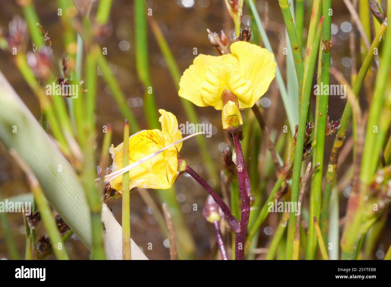 Yellow bladderwort (Utricularia × neglecta), Plantae, Hjørring Kommune ...