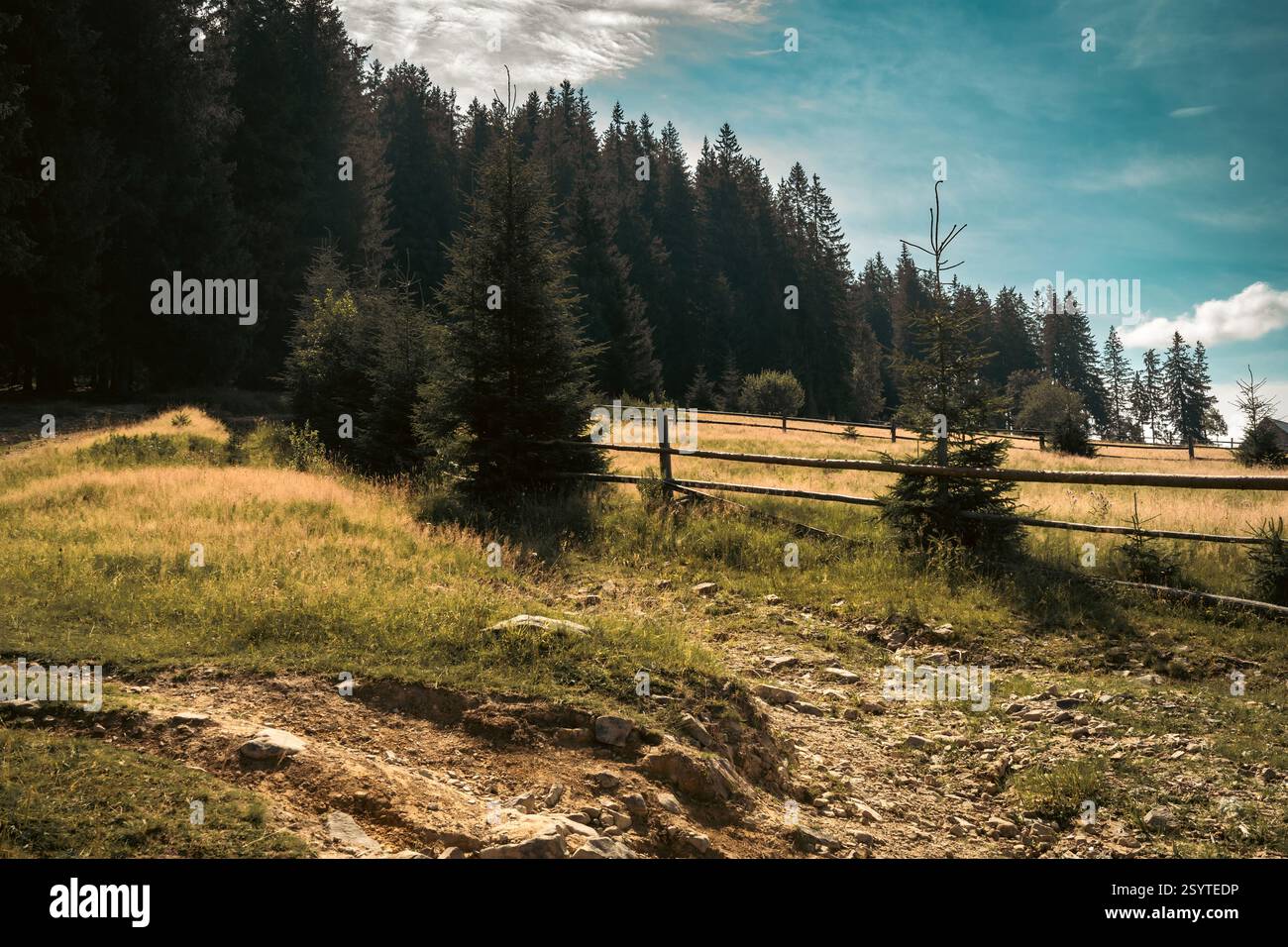 An open, sunlit field stretches toward the edge of a dense forest of ...