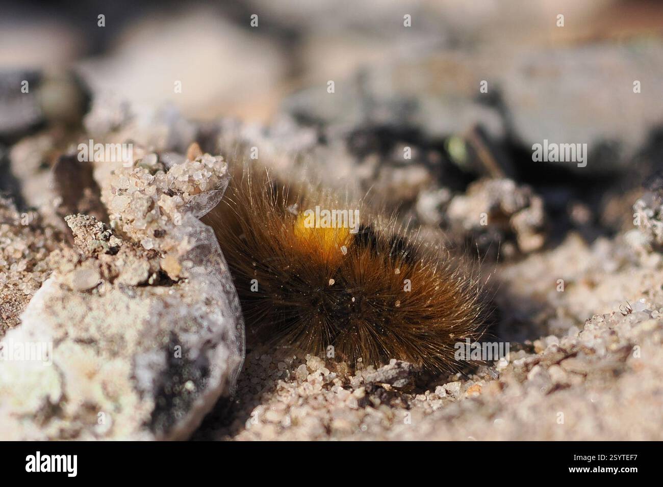 Arctic Woolly Bear Moth (Gynaephora groenlandica), Insecta, Qaasuitsup ...