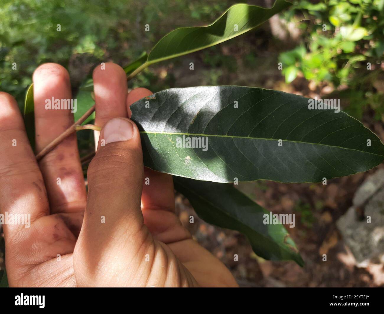 White Meranti (Shorea roxburghii), Plantae, Tamil Nadu, IN Stock Photo ...