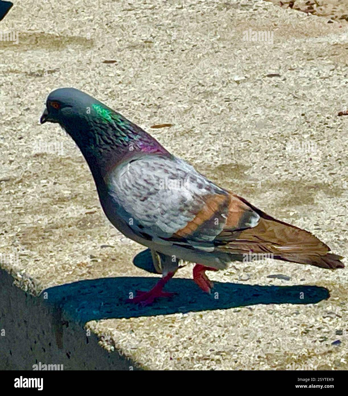Feral Pigeon (Columba livia domestica), Aves, Esplanade, Capitola, CA ...