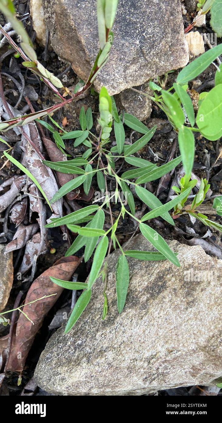 (Zornia gibbosa), Plantae, Khedbrahma, Sabarkantha, GJ, IN Stock Photo ...