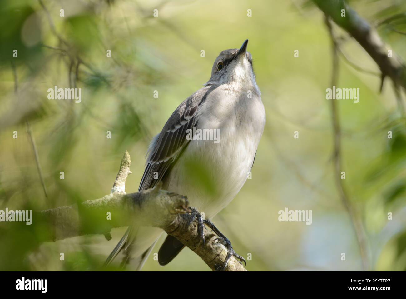 Mockingbird bird birdwatching nature hi-res stock photography and images - Alamy