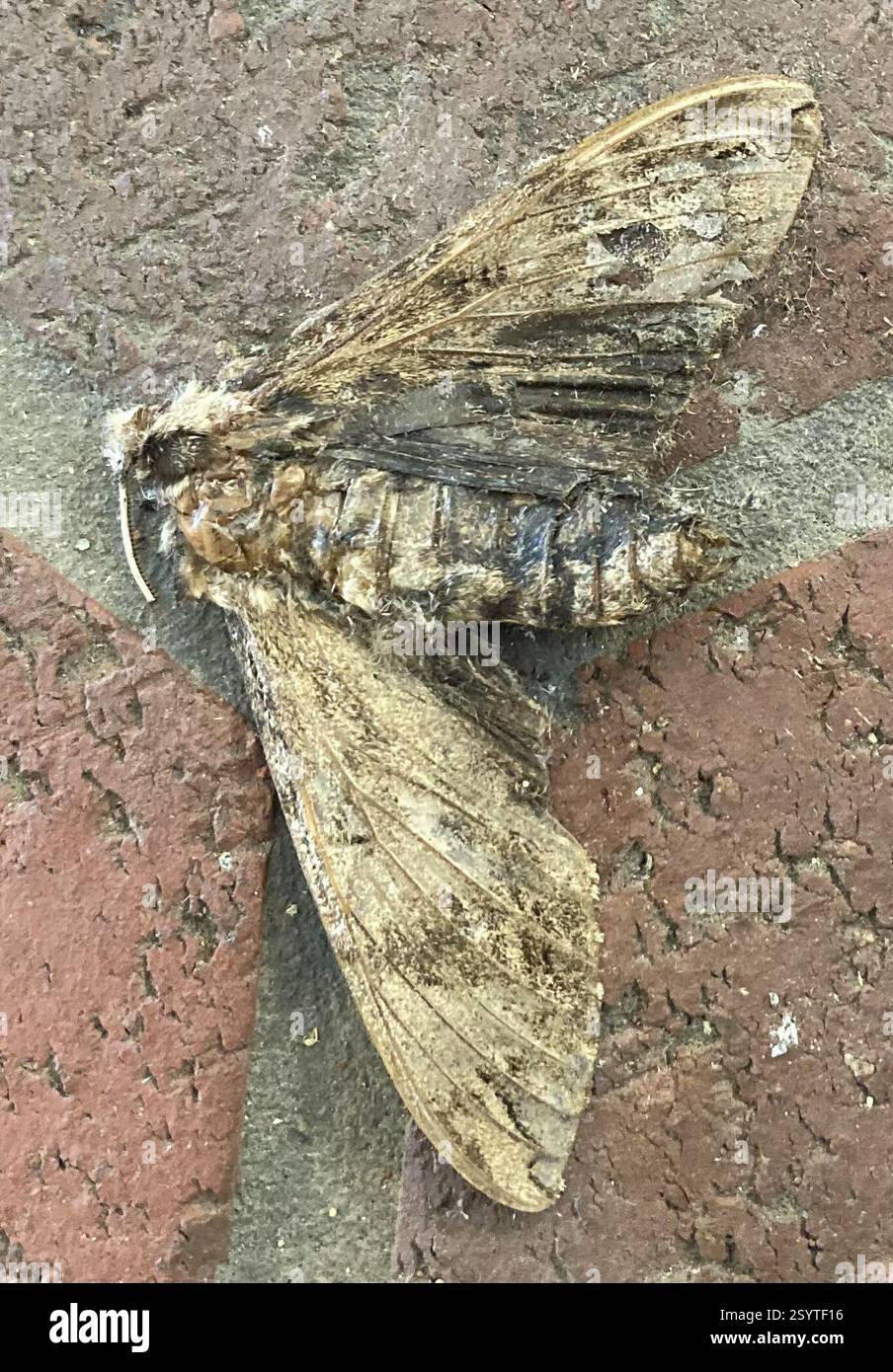 Catalpa Sphinx (Ceratomia catalpae), Insecta, Cheverly, Cheverly, MD ...