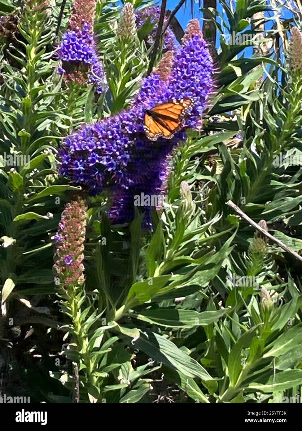 Monarch (Danaus plexippus), Insecta, Te Onepoto / Taylors Mistake ...