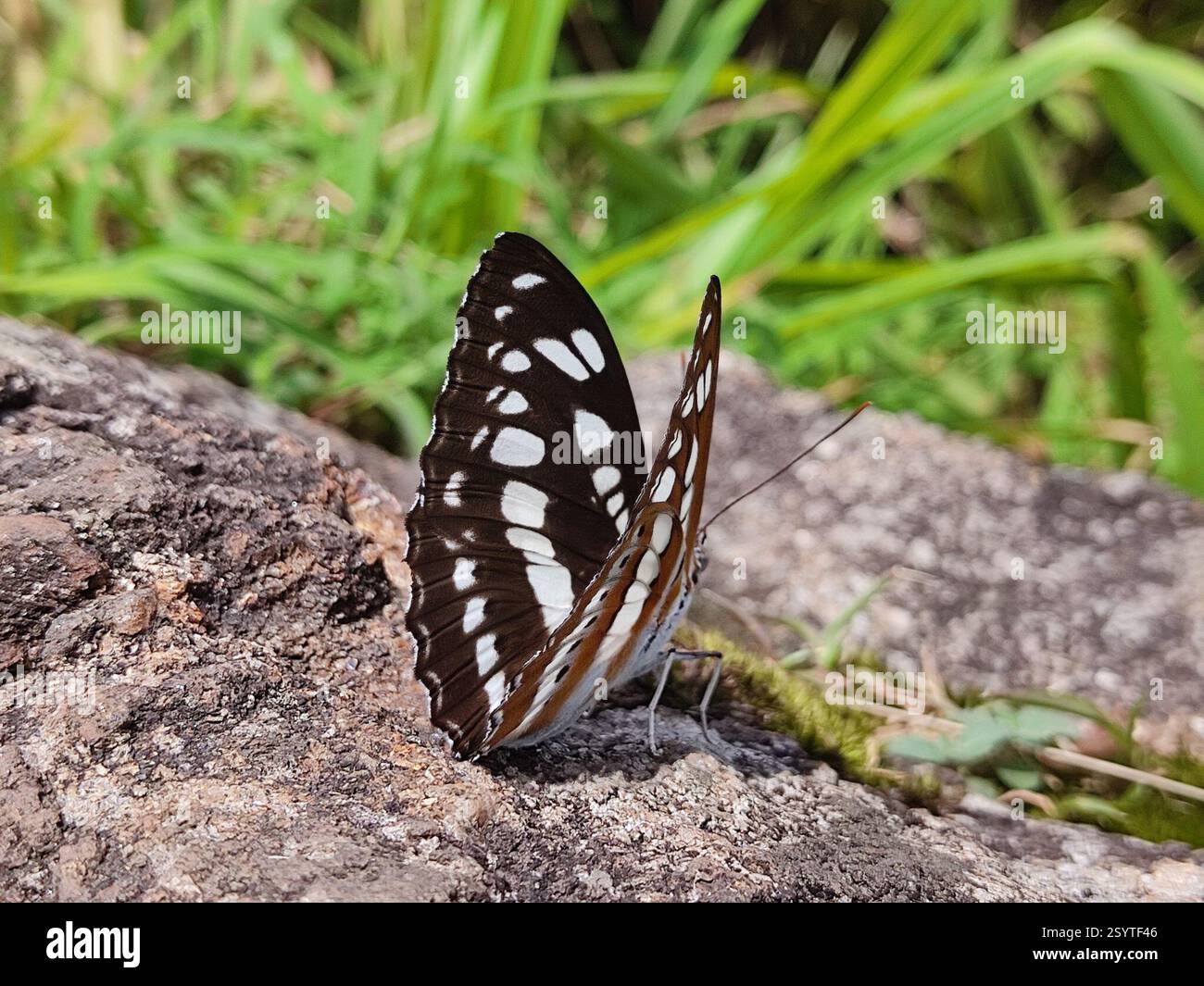 Common Sergeant (Athyma perius), Insecta, Illikkal Kallu Rd, Moonnilavu ...