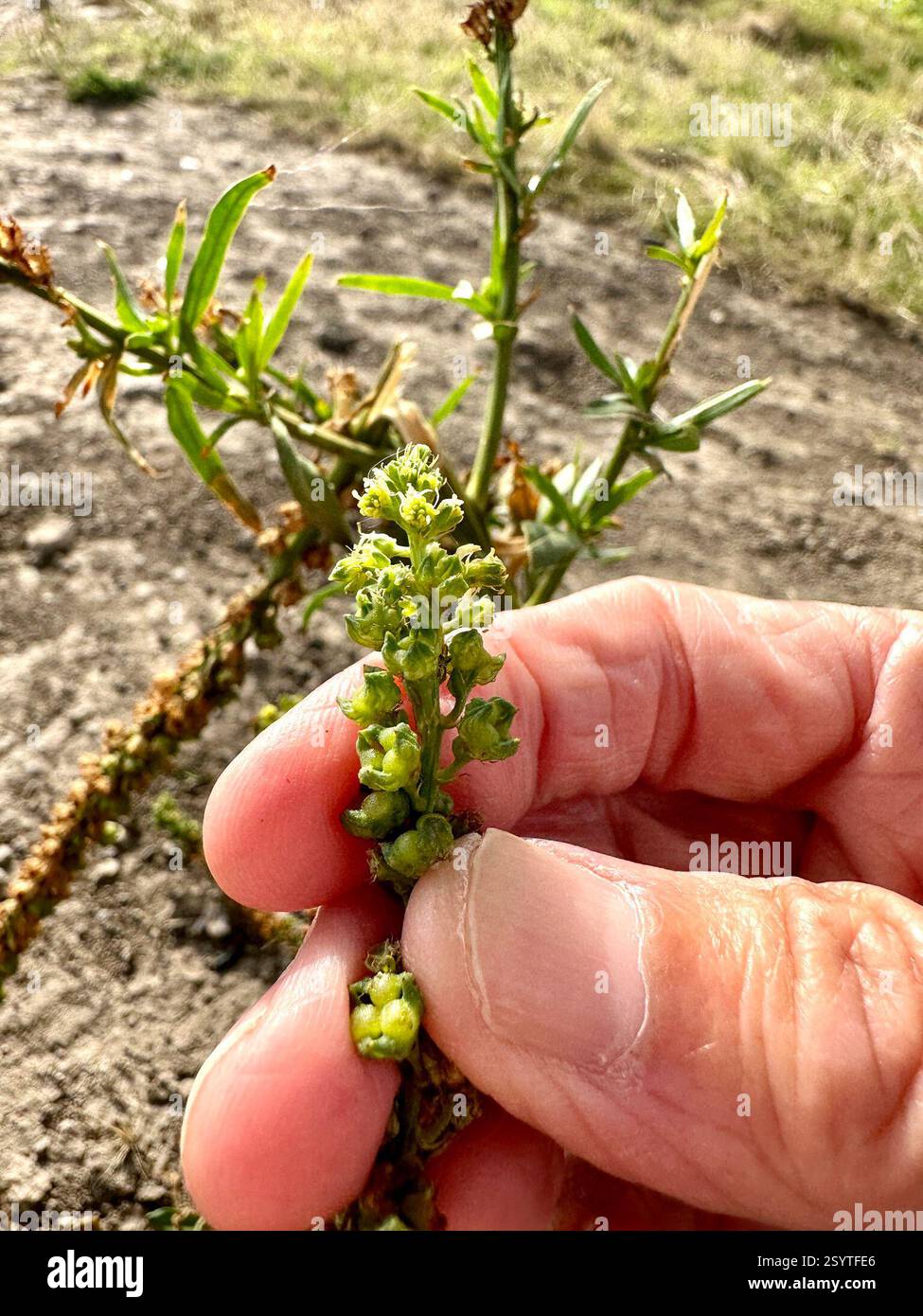 Weld (Reseda luteola), Plantae, A4232, Cardiff, Wales, GB, Leaves ...