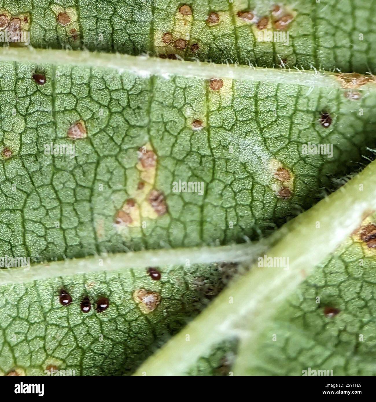 Mites and Ticks (Acari), Arachnida, Ithaca, NY, USA, A likely case of ...