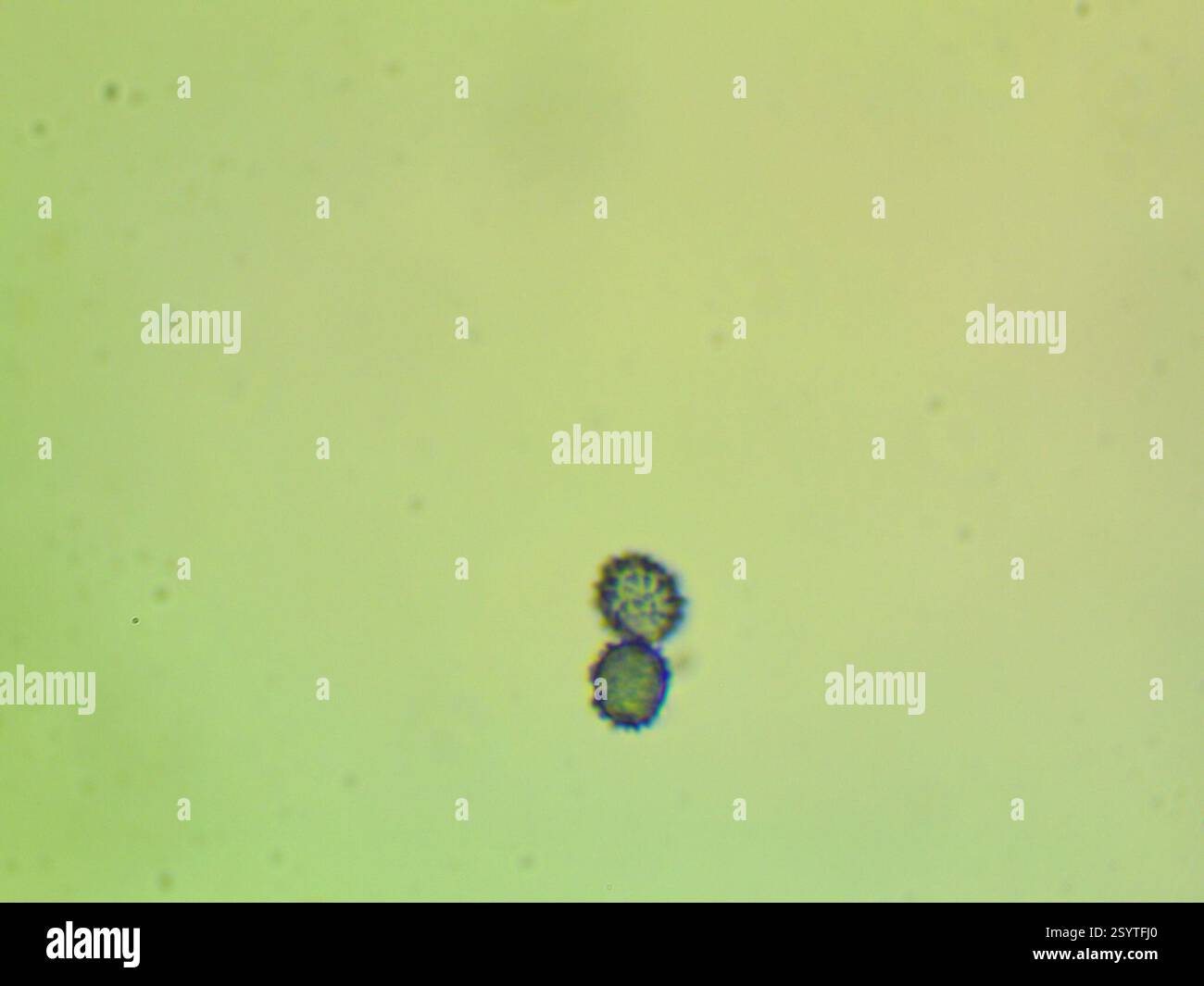 Birch Milkcap (Lactarius tabidus), Fungi, Bondoraszó, Románia Stock ...