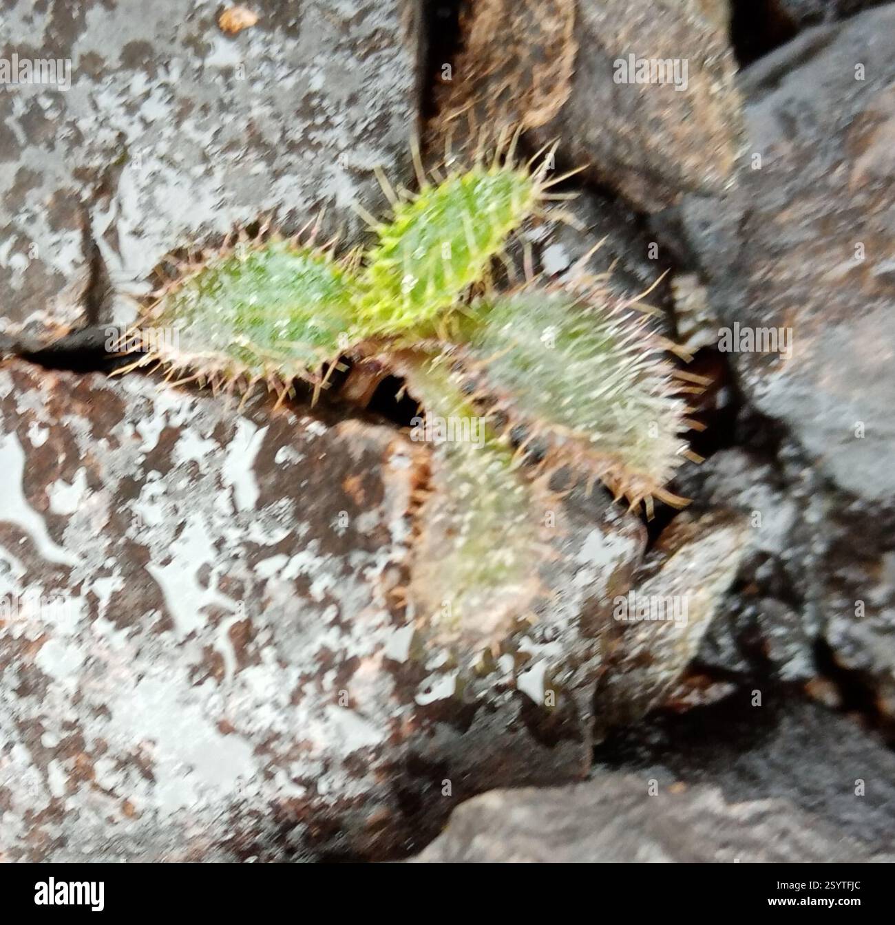 vascular plants (Tracheophyta), Plantae, Shetland ZE2, UK, Cannot ...