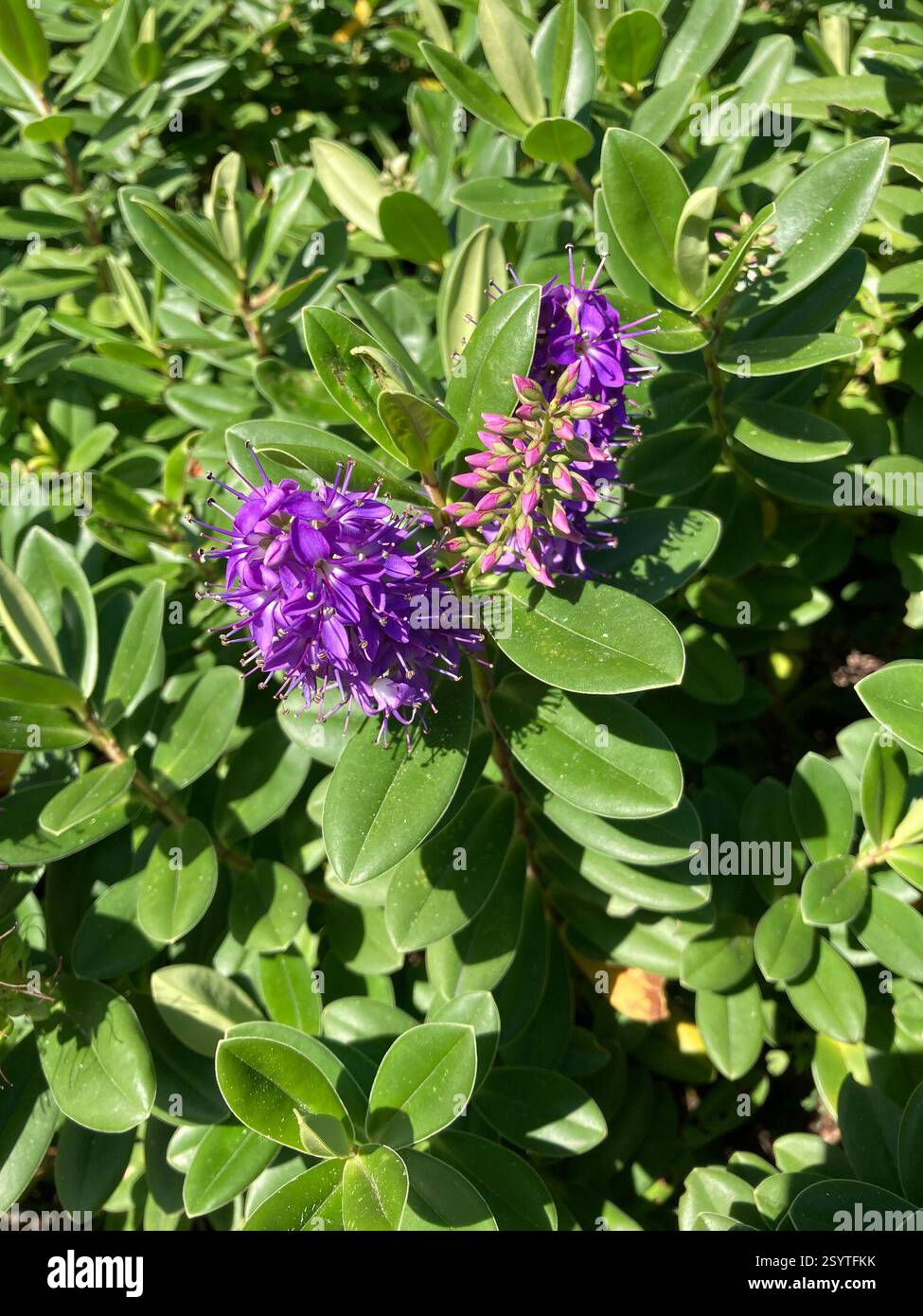 New Zealand hebe (Veronica speciosa), Plantae, Te Waipounamu/South ...