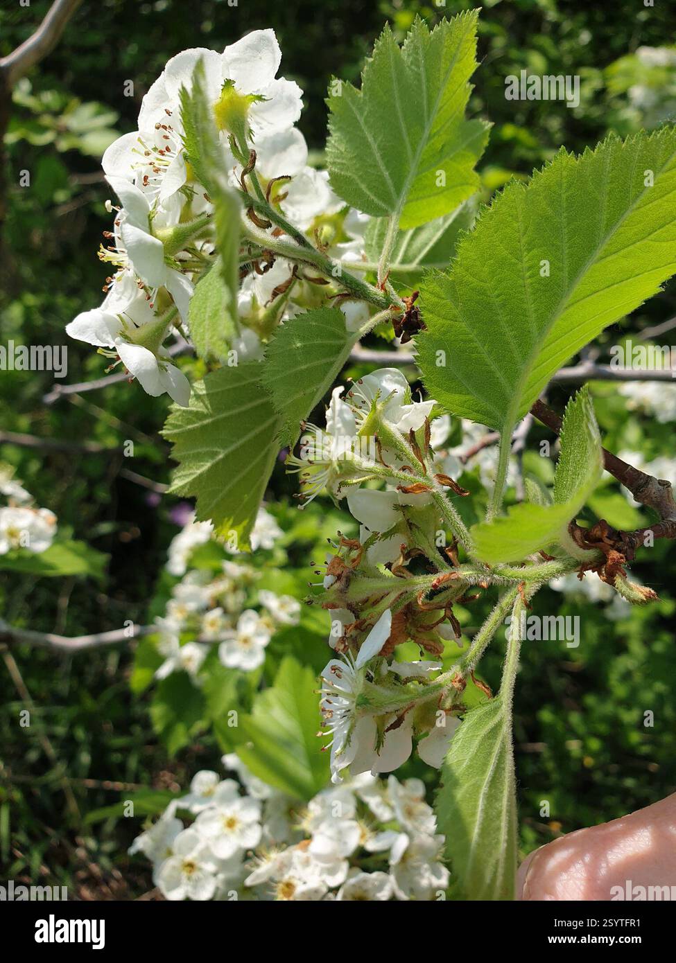 downy hawthorn (Crataegus mollis), Plantae, Elgin County, ON, Canada ...