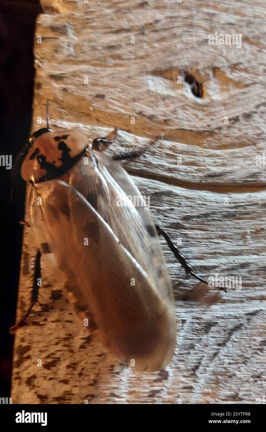 Trinidad bat-cave roach (Eublaberus distanti), Insecta, Jamu Lodge ...