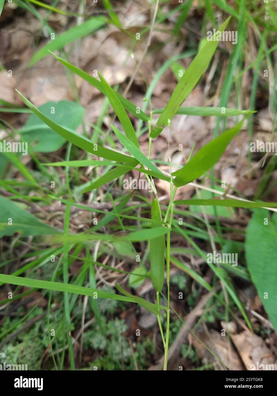 forked witchgrass (Dichanthelium dichotomum), Plantae, Danby, NY, USA ...