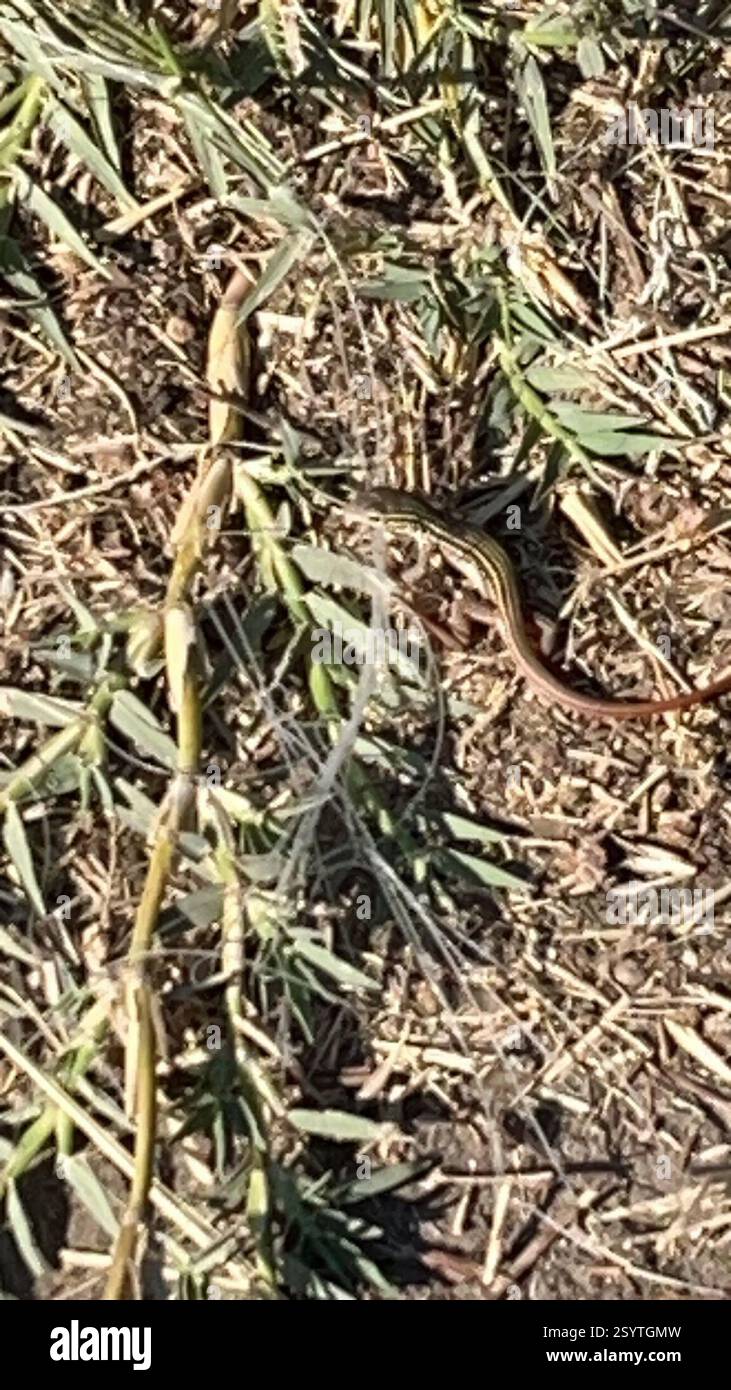 Common Spotted Whiptail (Aspidoscelis gularis), Reptilia, Austin Stock ...
