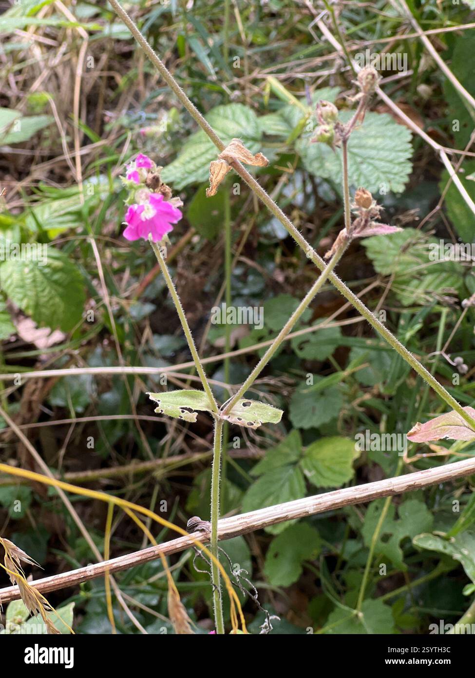 red campion (Silene dioica), Plantae, Great Burstead and South Green CP ...