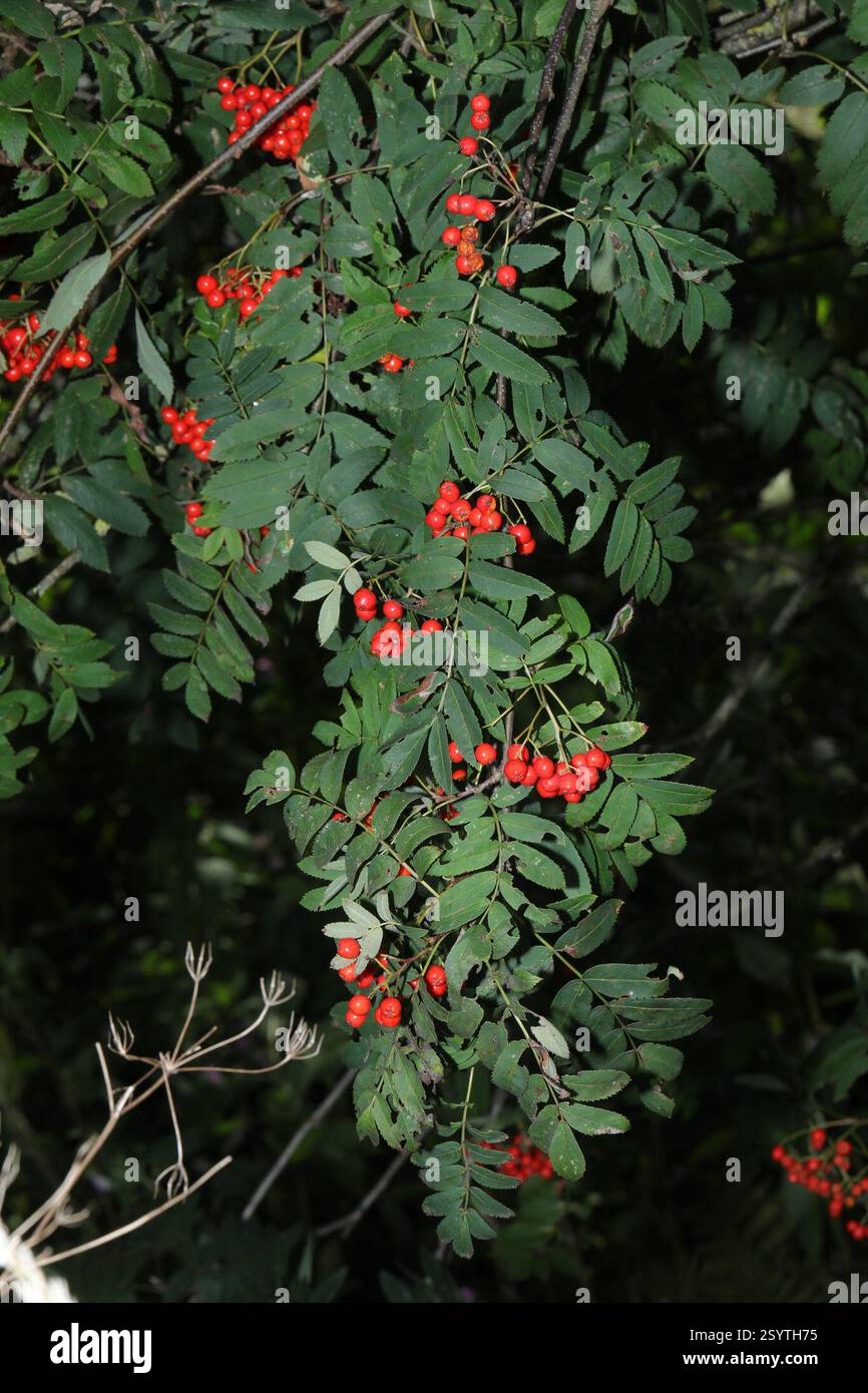 European mountain ash (Sorbus aucuparia), Plantae, Leeds Liverpool ...