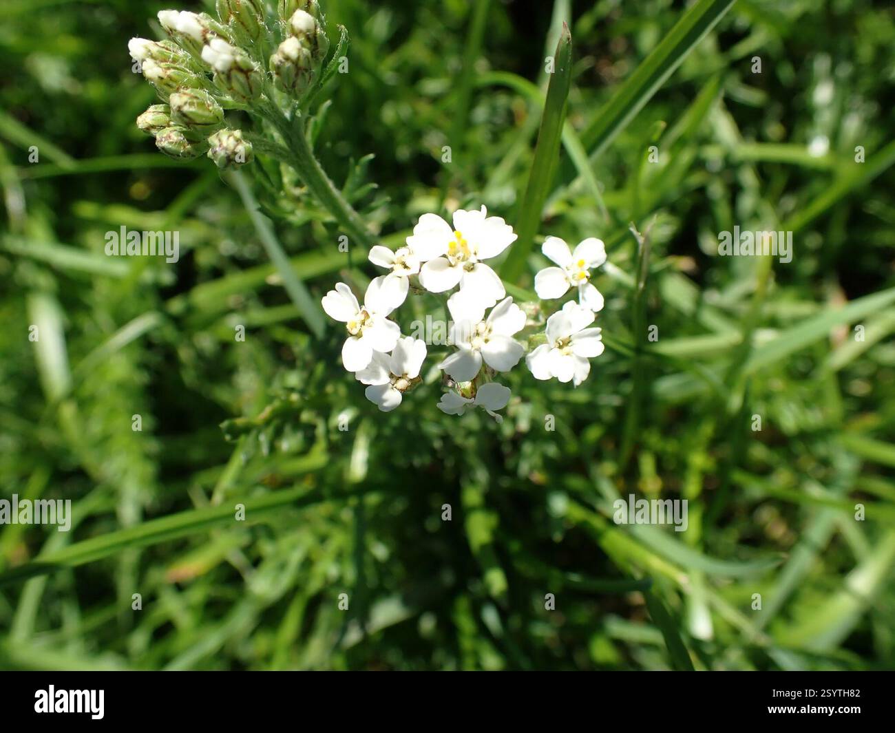 common yarrow (Achillea millefolium), Plantae, Southsea, Portsmouth, UK ...