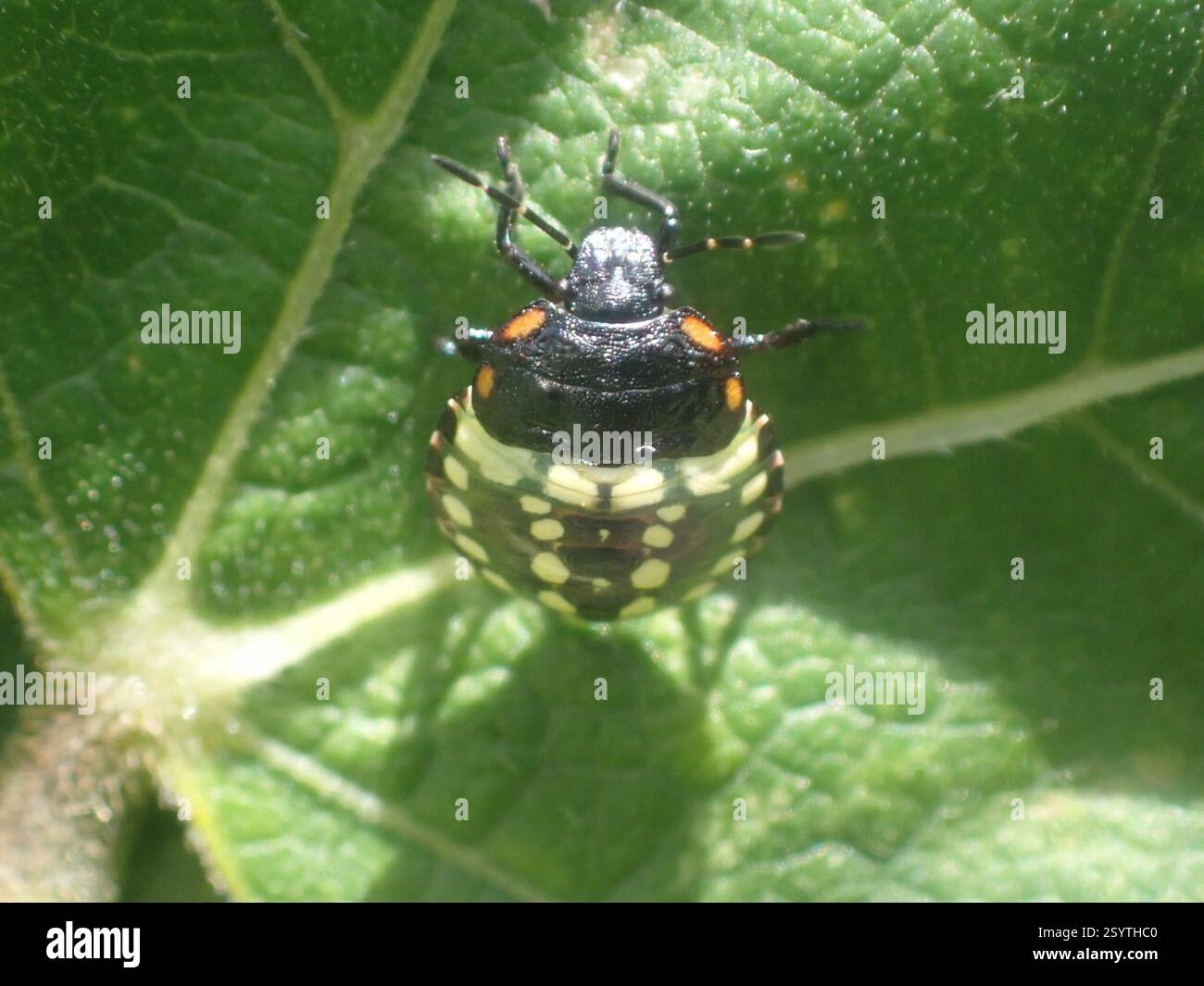 Southern Green Stink Bug (Nezara viridula), Insecta, BR2, UK Stock ...