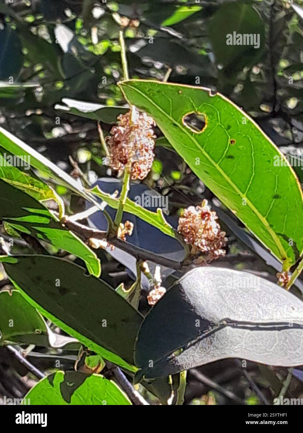 (Prunus subcoriacea), Plantae, Paraguay Stock Photo - Alamy