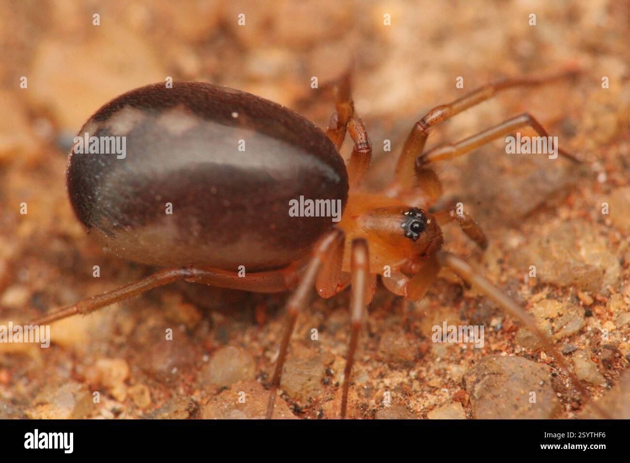 Igloo spiders (Diores), Arachnida, Emerald Hill, Harare, Zimbabwe Stock ...
