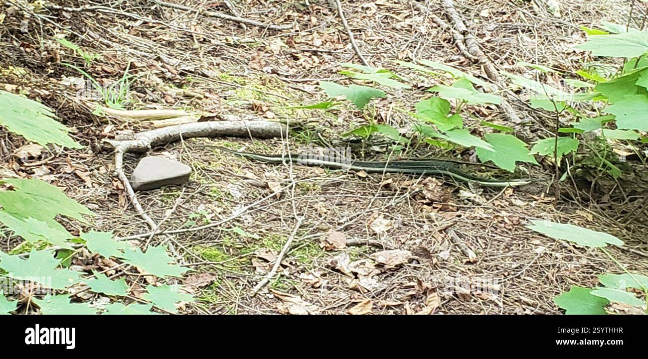 Common Garter Snake (Thamnophis sirtalis), Reptilia, Wakefield Township ...