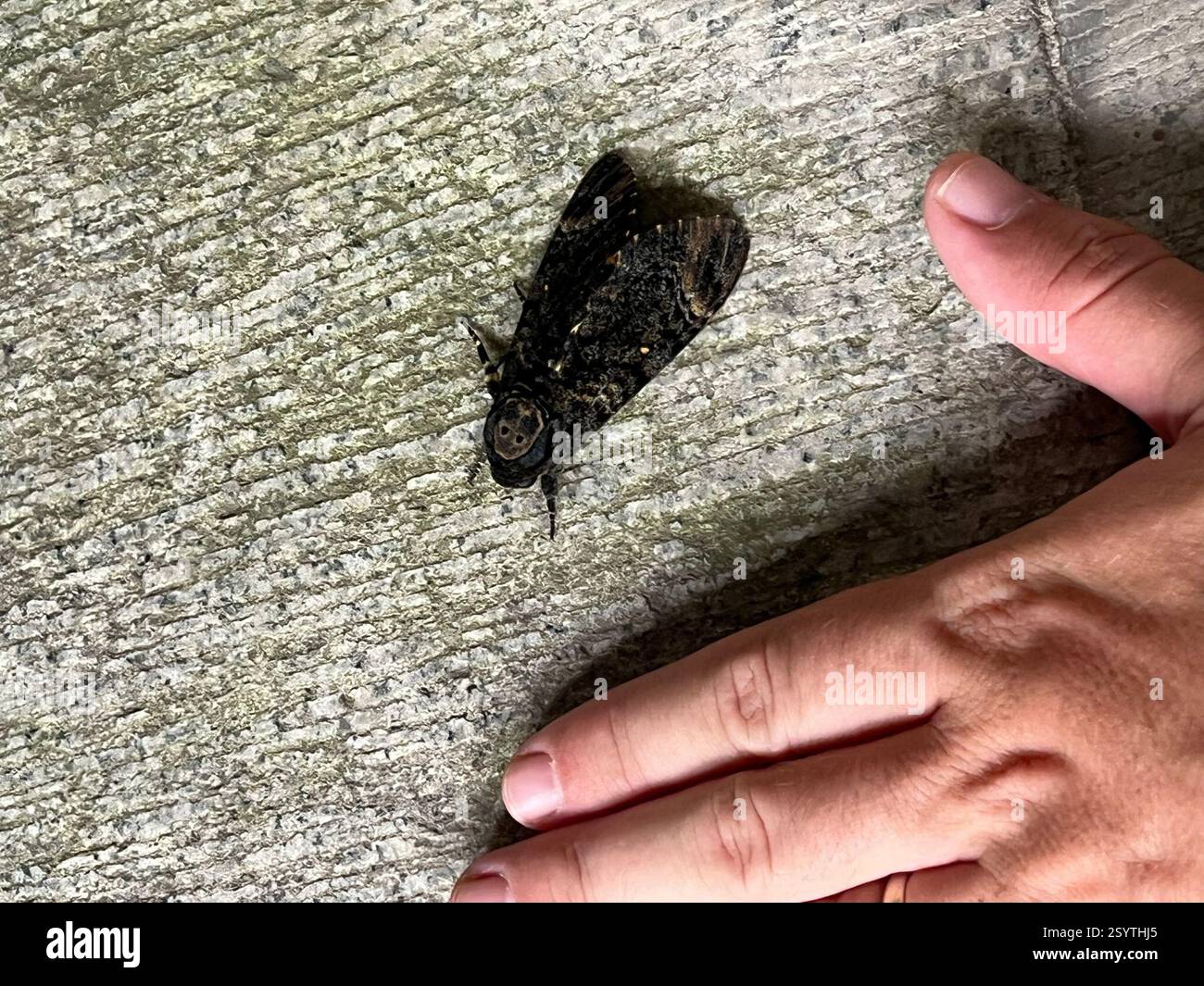 Eastern Death's Head hawkmoth (Acherontia styx), Insecta, Xuhui ...