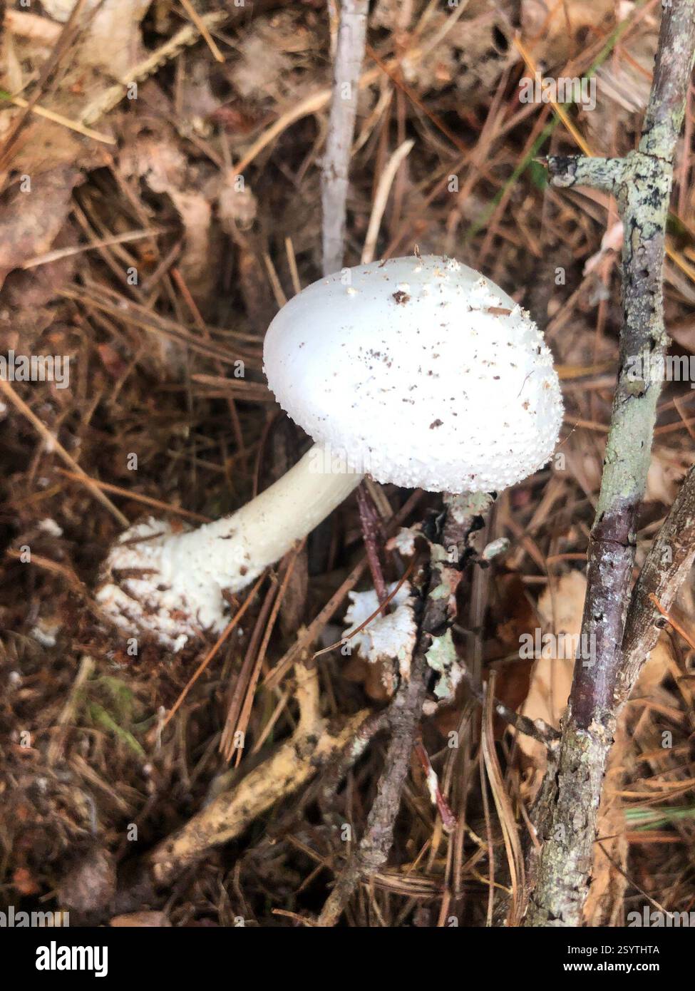 American Abrupt-Bulbed Lepidella (Amanita abrupta), Fungi, North ...