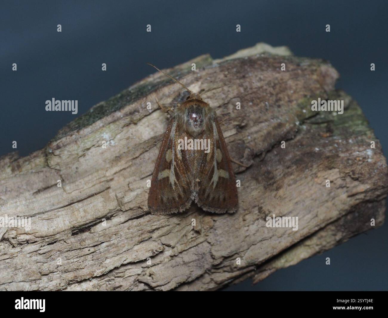 Antler Moth (Cerapteryx graminis), Insecta, Placering: 55,554094, 9 ...