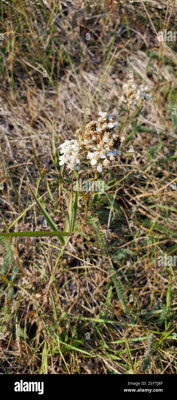 common yarrow (Achillea millefolium), Plantae, Strathmore, AB, Canada ...