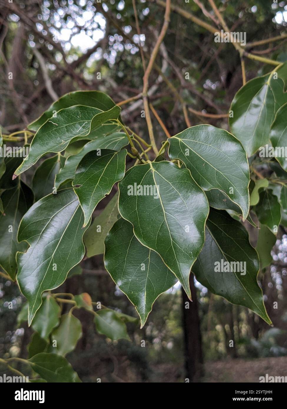 Camphor (Camphora officinarum), Plantae, Zillmere QLD 4034, Australia ...