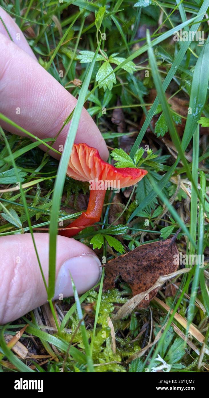 garlic waxcap (Hygrocybe helobia), Fungi, Bisterne Close, Burley ...