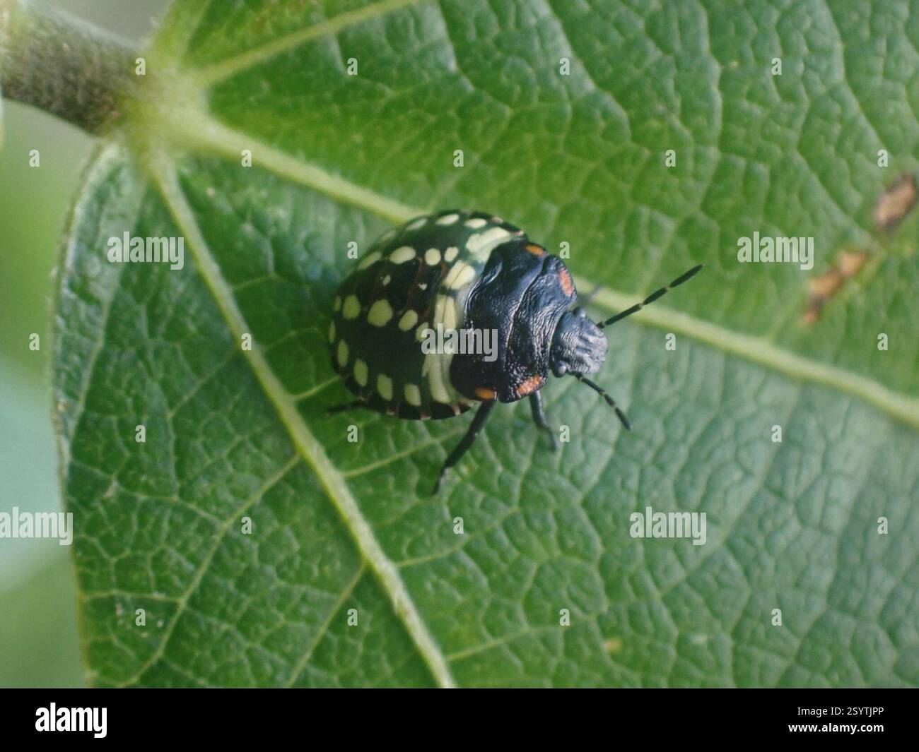 Southern Green Stink Bug (Nezara viridula), Insecta, BR2, UK Stock ...