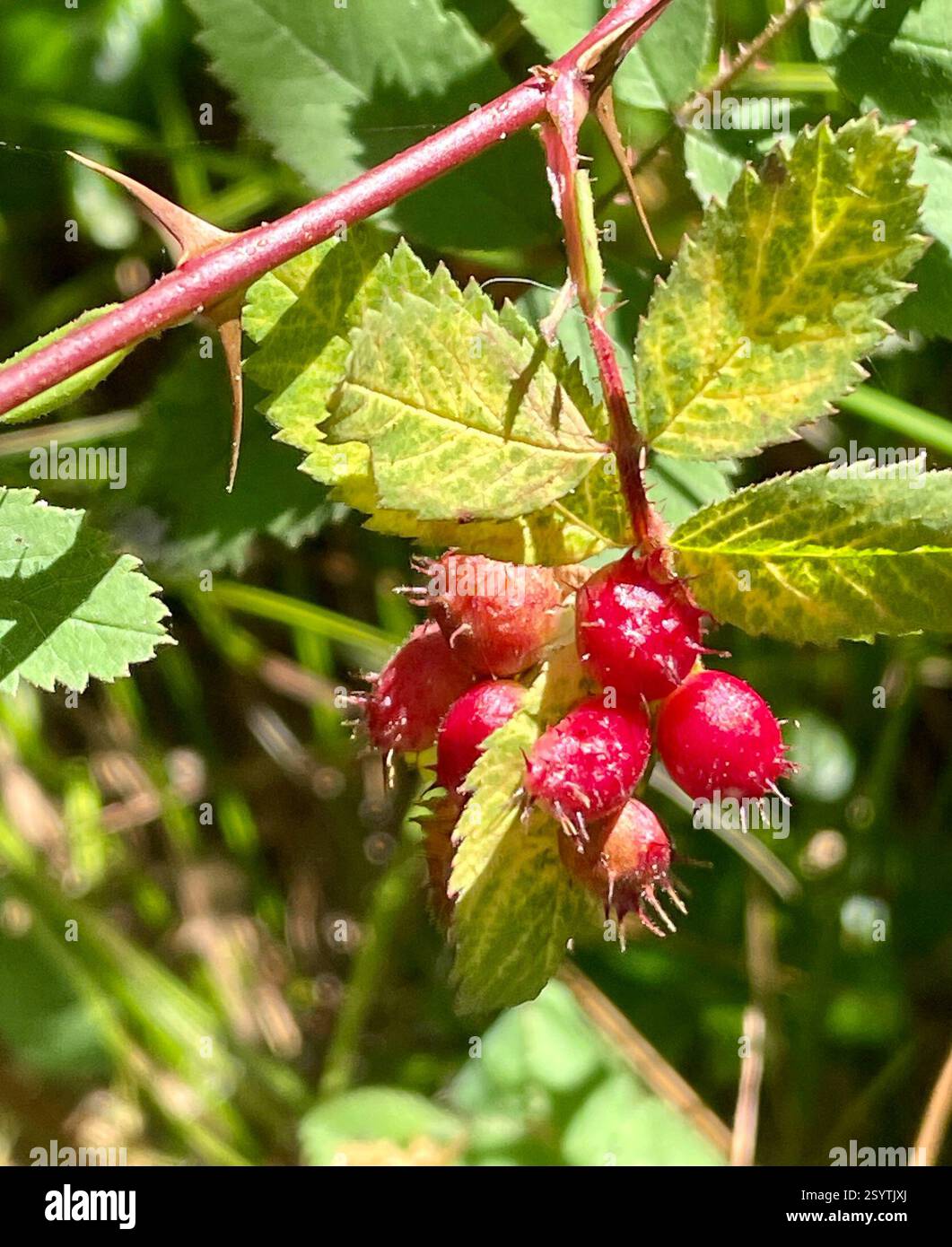 (Diplolepis polita), Insecta, S F B Morse Botanical Reserve, Pebble ...