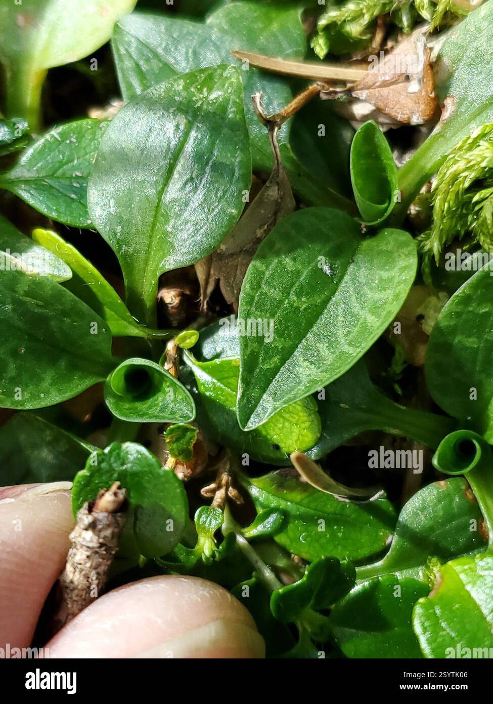 lesser rattlesnake plantain (Goodyera repens), Plantae, Judith Basin ...