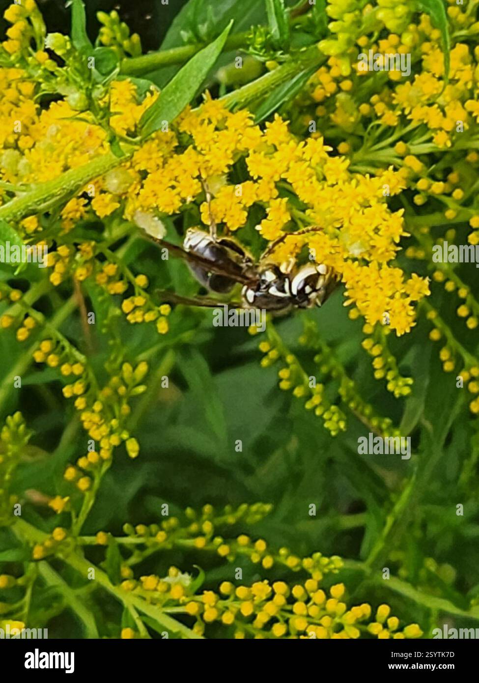 Bald-faced Hornet (Dolichovespula maculata), Insecta, Cleveland, WI ...