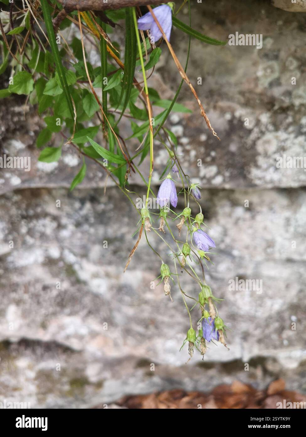 Fairy's-thimble (Campanula cochleariifolia), Plantae, 79879 Wutach ...