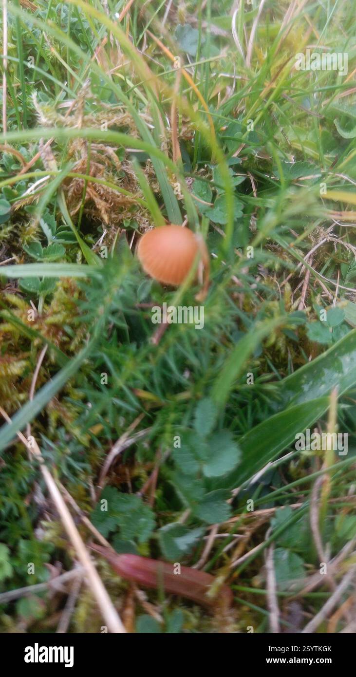 Llanferres hi-res stock photography and images - Alamy