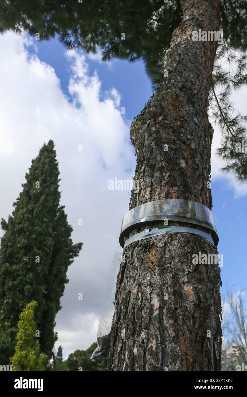 Processionary caterpillar. Trap to catch the caterpillar on its way ...