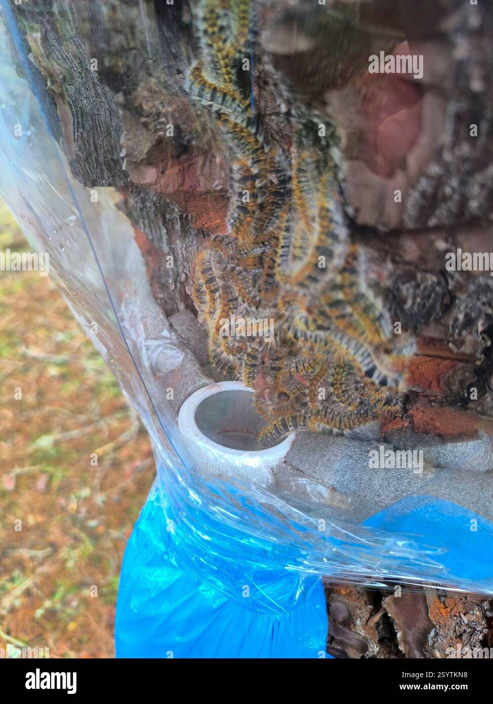 Processionary caterpillar. Trap to catch the caterpillar on its way from the top of the pine ...